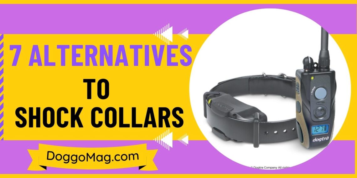 How To Easily Use A Vibration Collar To Train A Dog? [10 Steps] - DoggoMag