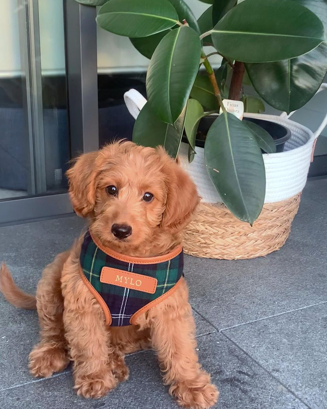 About Linda and Mylo - DoggoMag