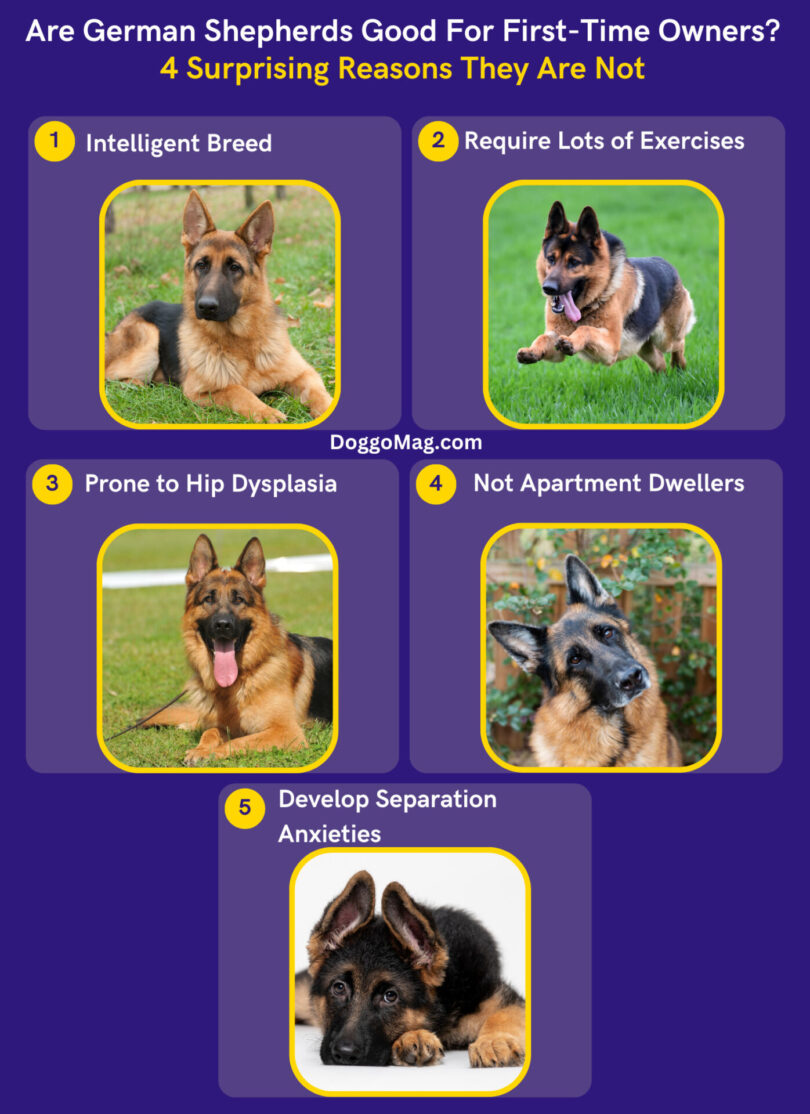 Are German Shepherds Good For First Time Owners? 4 Surprising Reasons They Are Not - DoggoMag