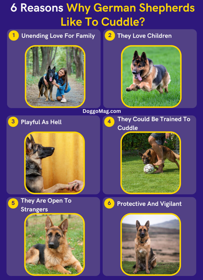 Do German Shepherds Like To Cuddle? 6 Undeniable Reasons They Do - DoggoMag