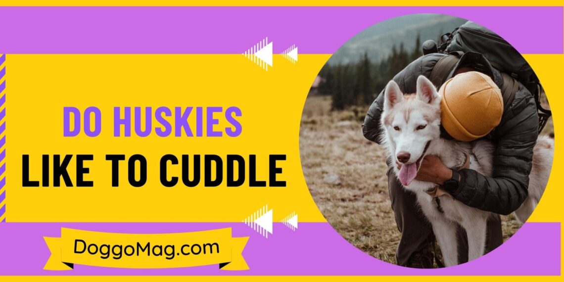 Do Huskies Like To Cuddle? Here's What A Dog Trainer Has To Say - DoggoMag