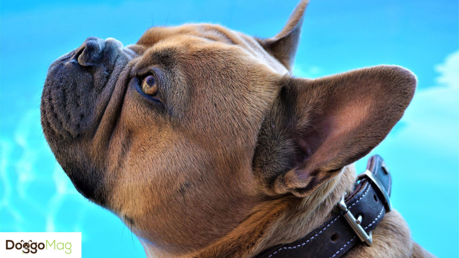 Dog Grooming Guide And Tips – 7-Step Formula - DoggoMag