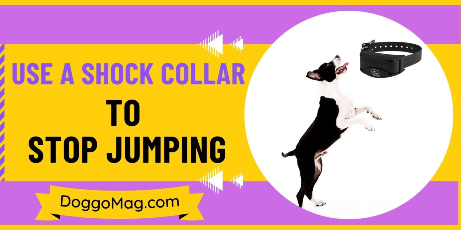 Dogs Behavior Guide And Tips For Beginners - DoggoMag