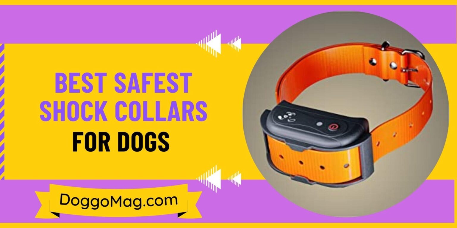 10 Best Dog Training Collars for 2023 | DoggoMag