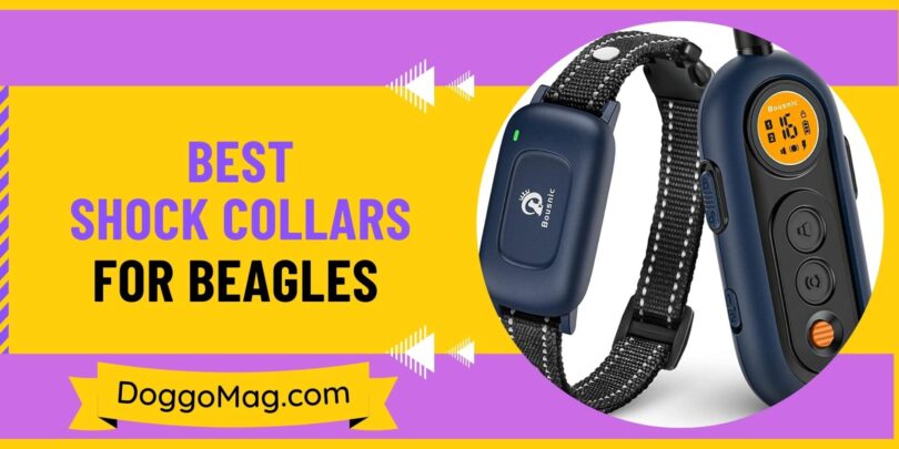 7 (Most Effective) Best Bark Collars for Dogs in 2024 - DoggoMag
