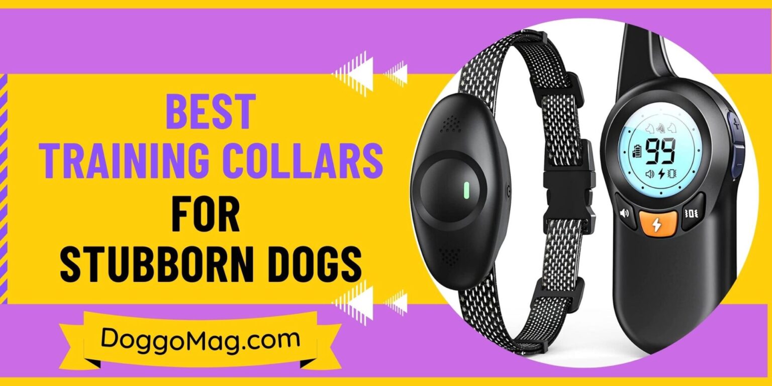 7 Best Training/Shock Collars for Small Dogs [8 to 15 lbs] - DoggoMag