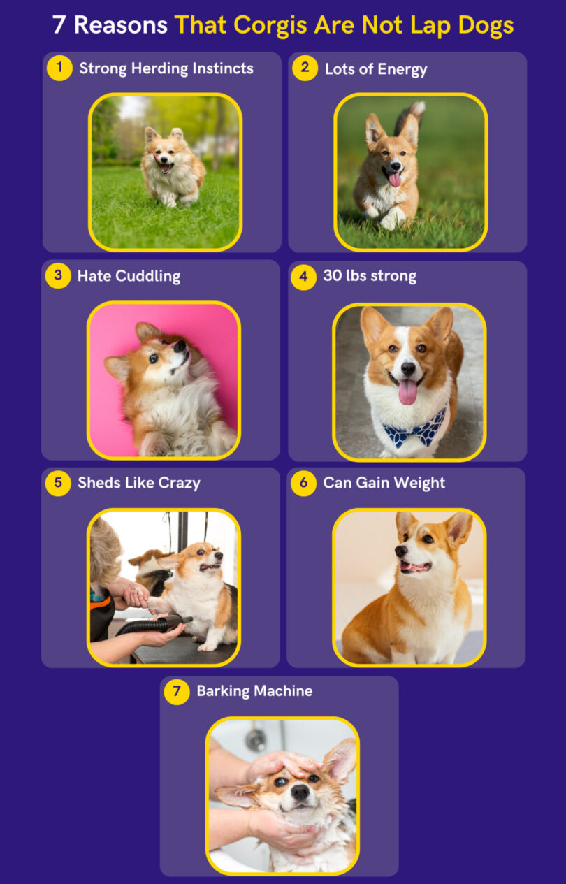 Are Corgis Lap Dogs? 7 Reasons That They Are Poor Lap Sitters - DoggoMag