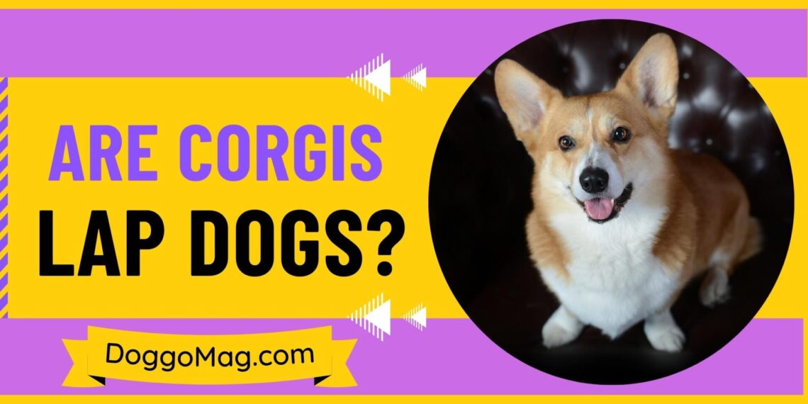 Dog Exercise – A Comprehensive Guide And Expert Tips - DoggoMag