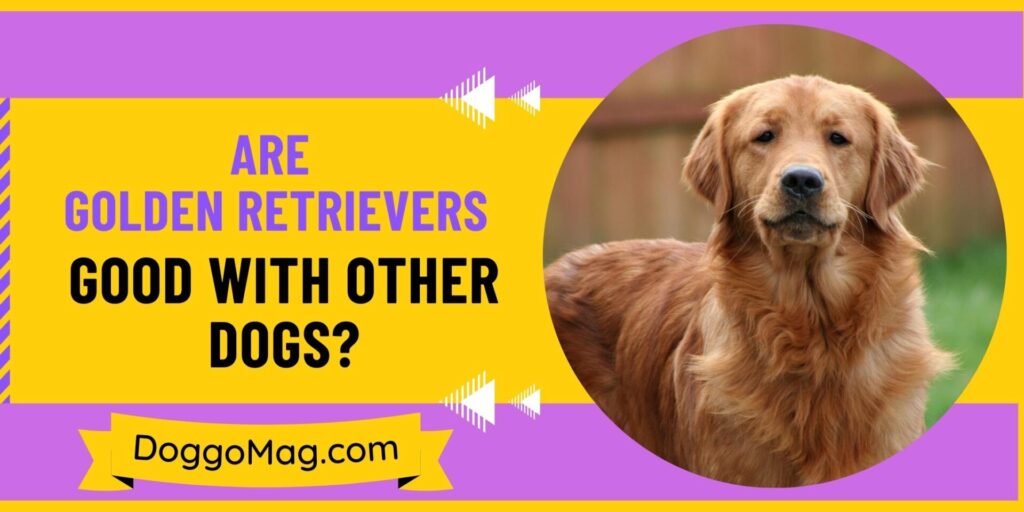 From Woofs to Wows: Effective Dog Training Guide - DoggoMag