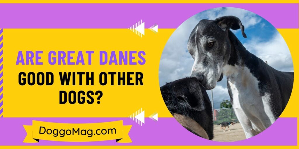 Dog Exercise – A Comprehensive Guide And Expert Tips - DoggoMag