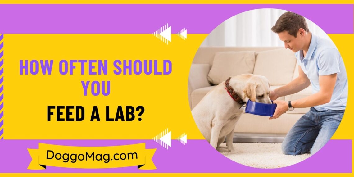 How Often Should You Feed a Lab? - Feeding Guide and Chart - DoggoMag