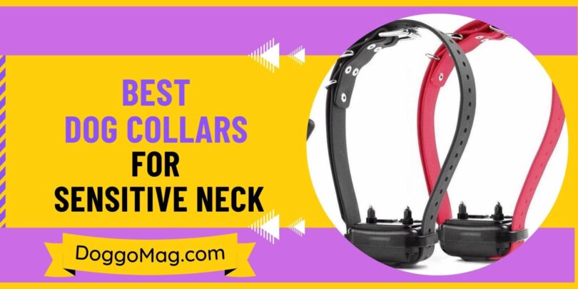 7 Best Training/Shock Collars for Small Dogs [8 to 15 lbs] - DoggoMag
