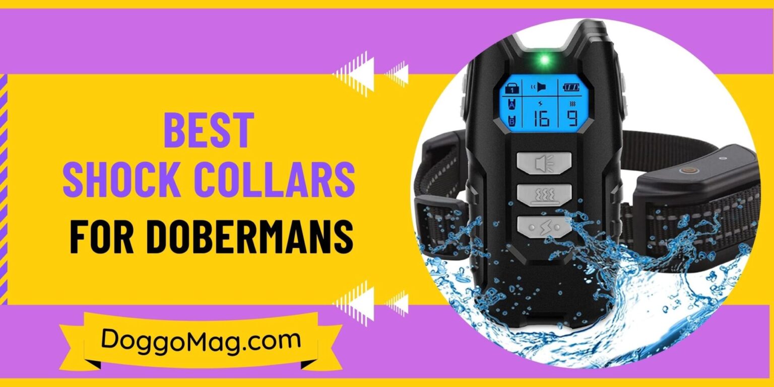 7 (Recommended) Best Collars for Dobermans - DoggoMag