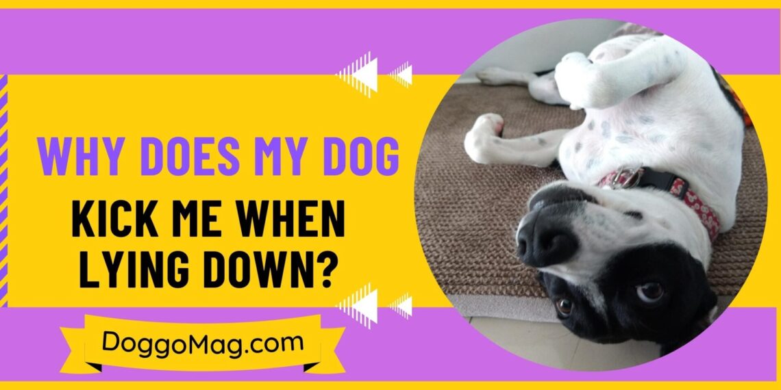 Dogs Behavior Guide And Tips For Beginners - DoggoMag