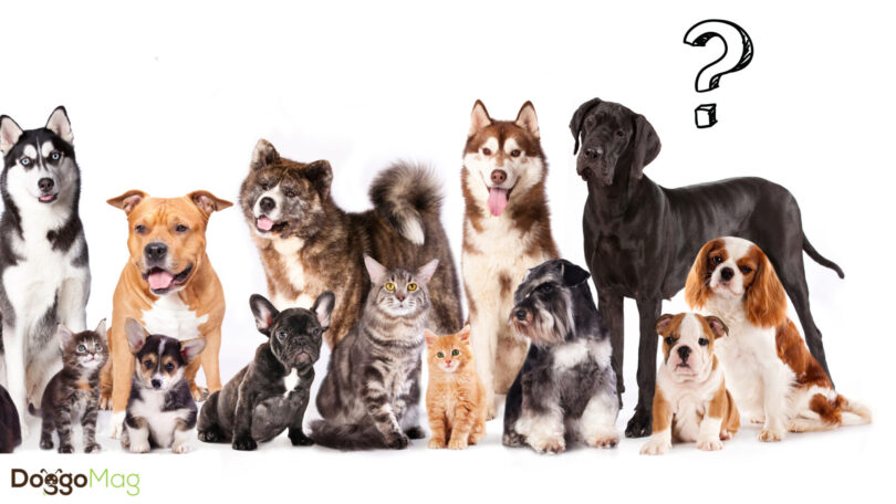 Are Great Danes Good With Other Dogs? 5 Indisputable Reasons They Are ...
