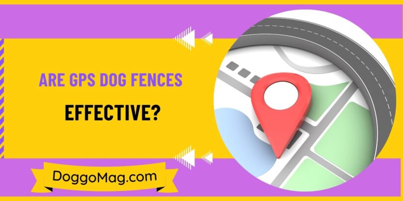 Dogs Behavior Guide And Tips For Beginners - DoggoMag