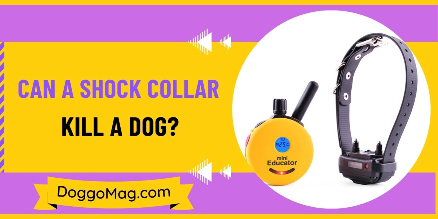 Dogs Behavior Guide And Tips For Beginners - DoggoMag