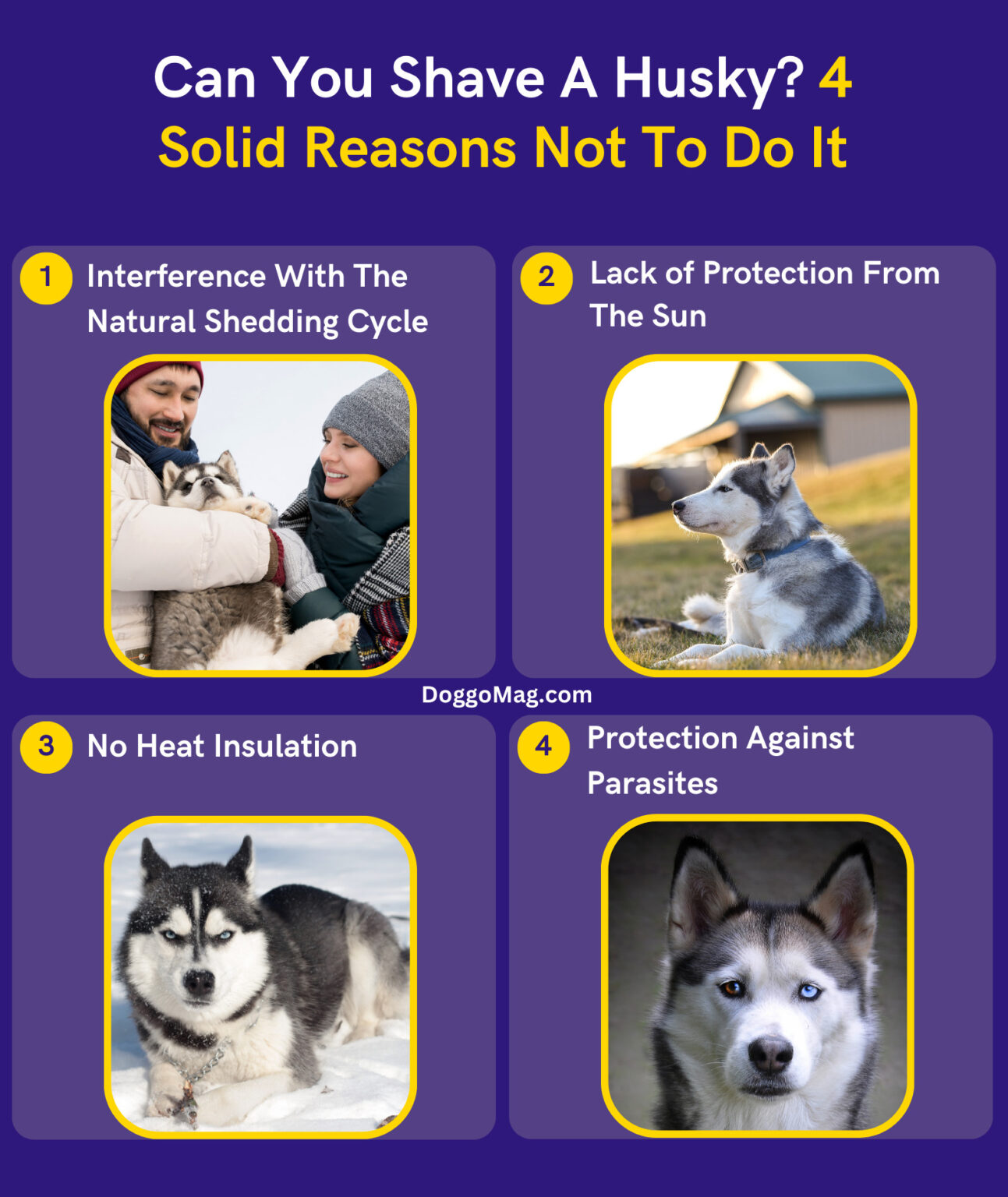 Can You Shave A Husky? 4 Solid Reasons Not To Do It - DoggoMag