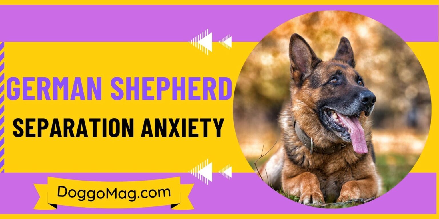 German Shepherd Separation Anxiety – Symptoms, Reasons, and Remedies ...