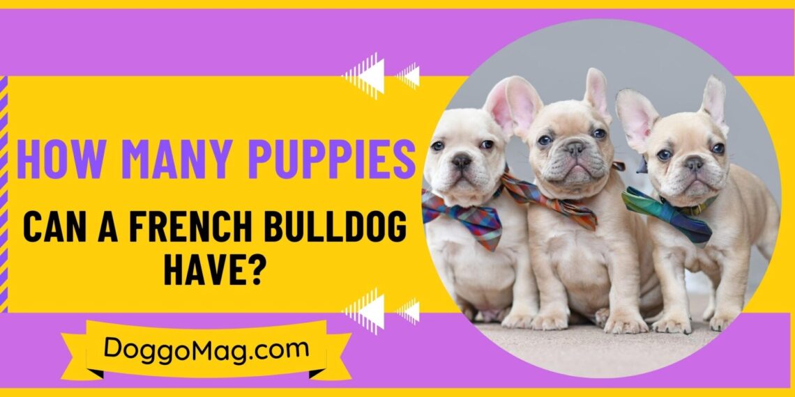 10 Barrel-Chested Dog Breeds | Their Needs | Health Risks | Training ...
