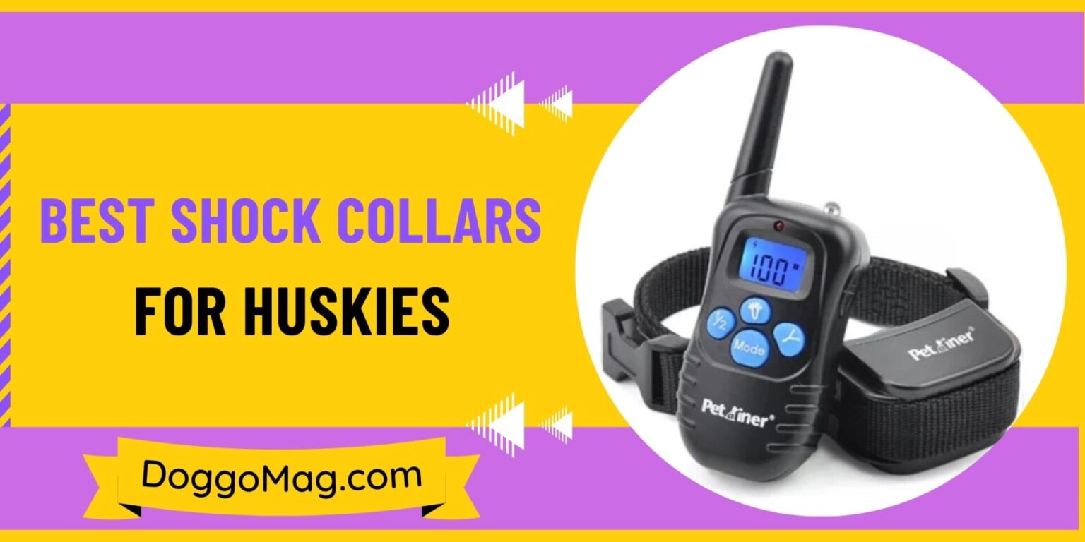 7 Best Training/Shock Collars for Small Dogs [8 to 15 lbs] - DoggoMag