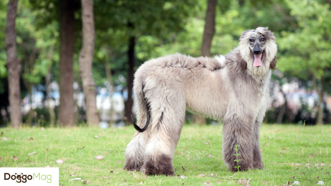 10 Astonishingly Long Legged Dog Breeds With Pictures - DoggoMag