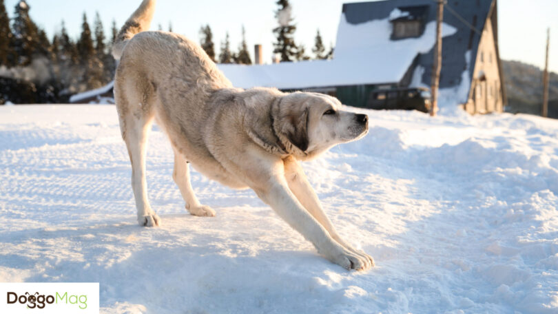 10 Astonishingly Long Legged Dog Breeds With Pictures - DoggoMag
