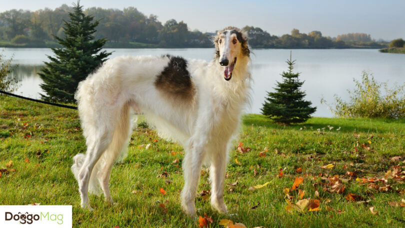 10 Astonishingly Long Legged Dog Breeds With Pictures - DoggoMag