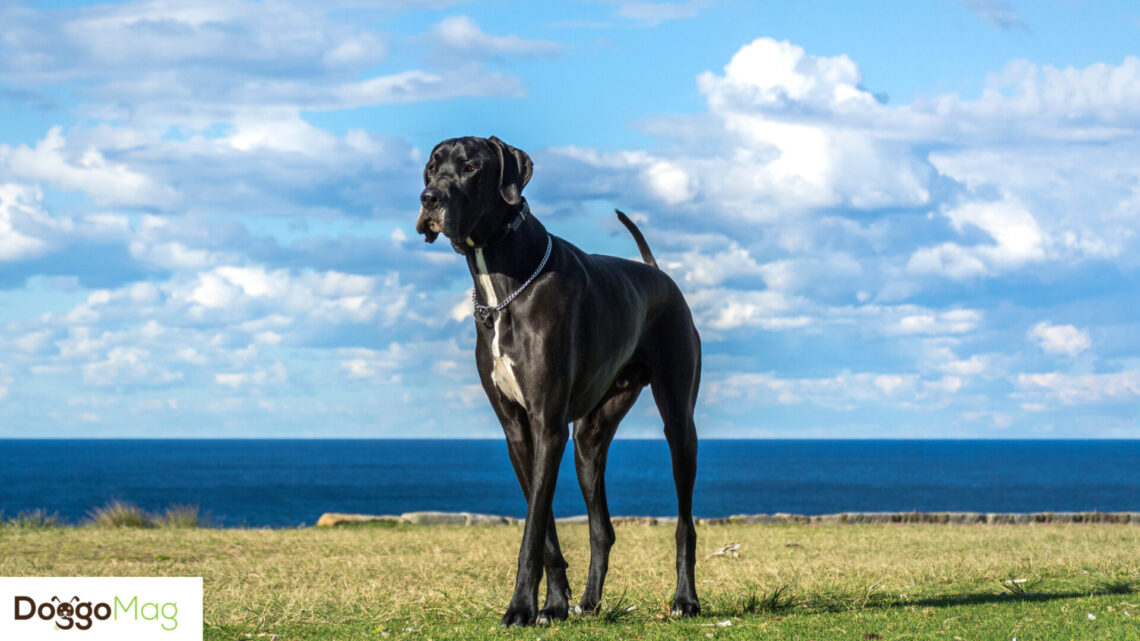 10 Astonishingly Long Legged Dog Breeds With Pictures - DoggoMag