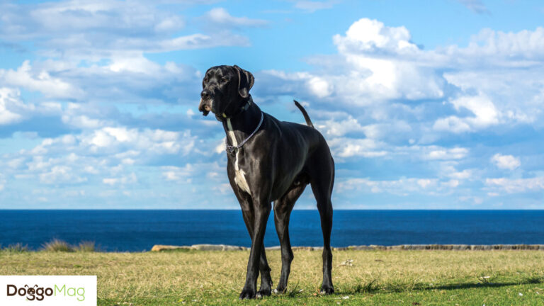 10 Astonishingly Long Legged Dog Breeds With Pictures - DoggoMag