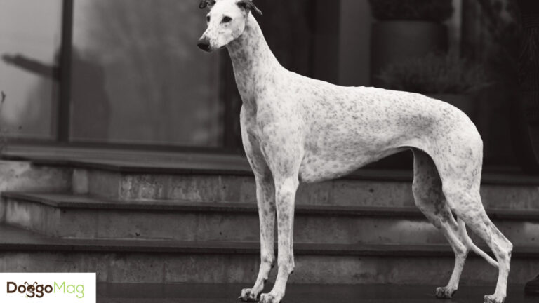 10 Astonishingly Long Legged Dog Breeds With Pictures - DoggoMag