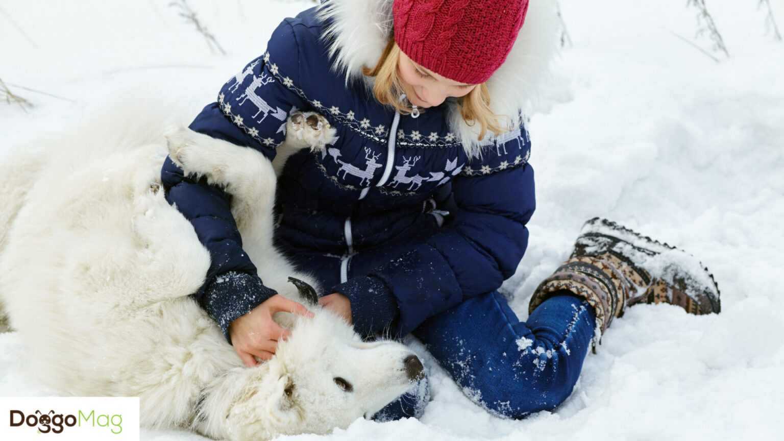 Husky Separation Anxiety – A Science-Backed Fix That Worked For Me ...