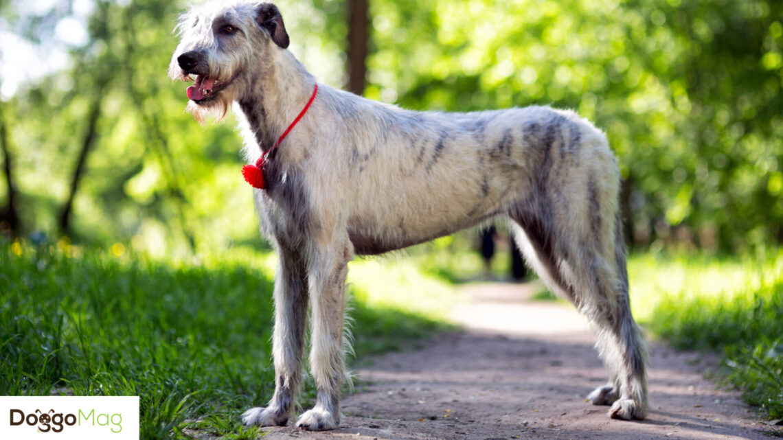 10 Astonishingly Long Legged Dog Breeds With Pictures - DoggoMag