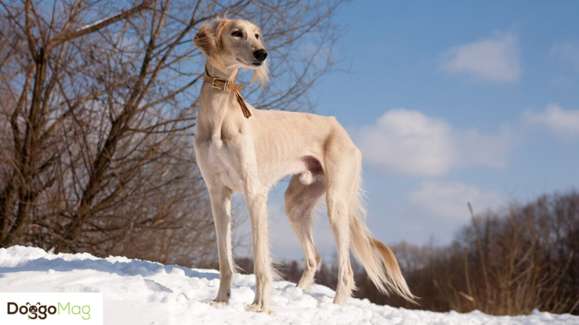 10 Astonishingly Long Legged Dog Breeds With Pictures - DoggoMag