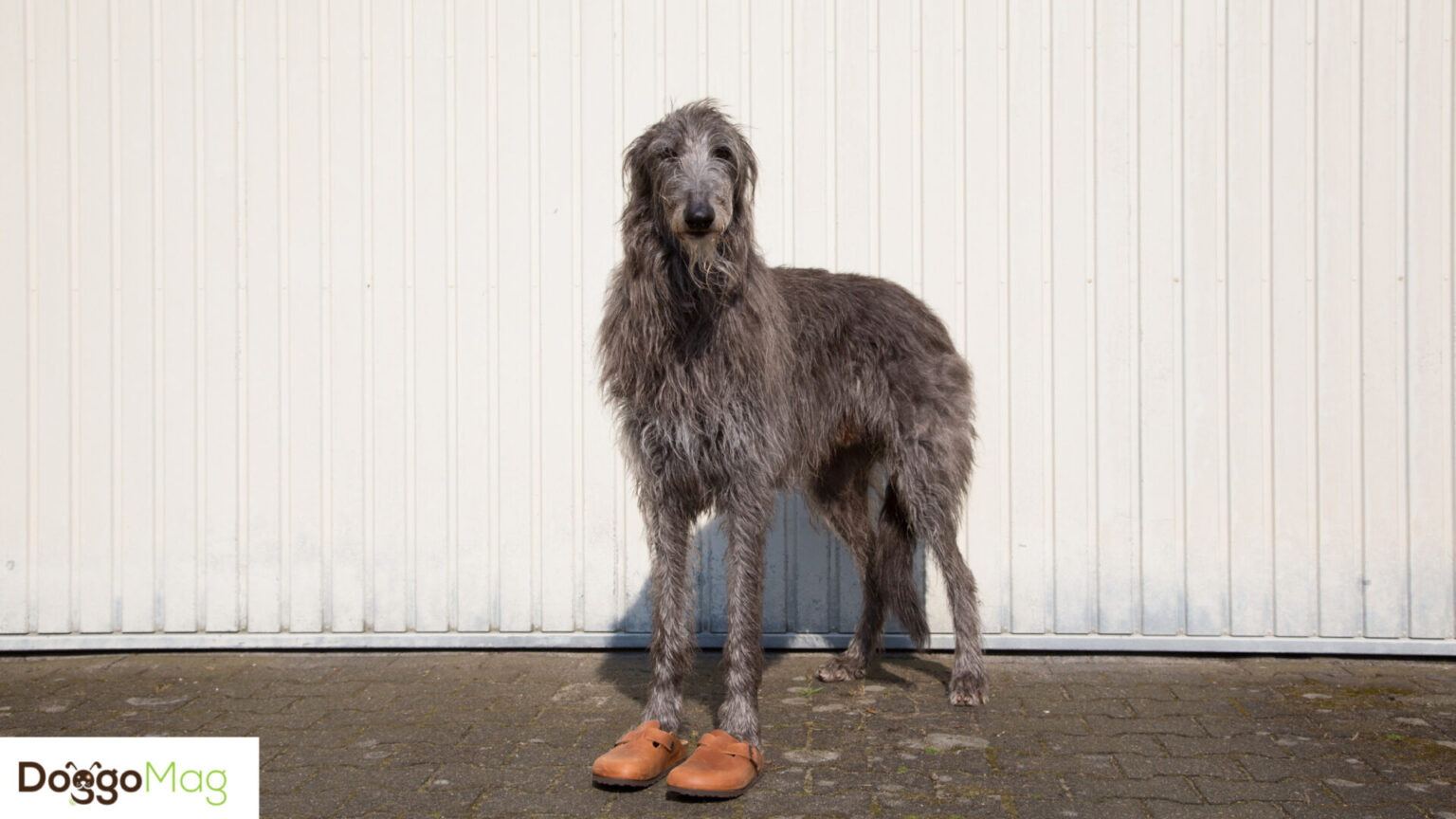 10 Astonishingly Long Legged Dog Breeds With Pictures - DoggoMag