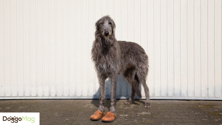 10 Astonishingly Long Legged Dog Breeds With Pictures - DoggoMag