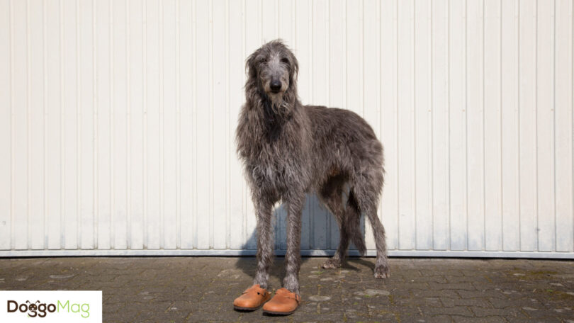 10 Astonishingly Long Legged Dog Breeds With Pictures - DoggoMag