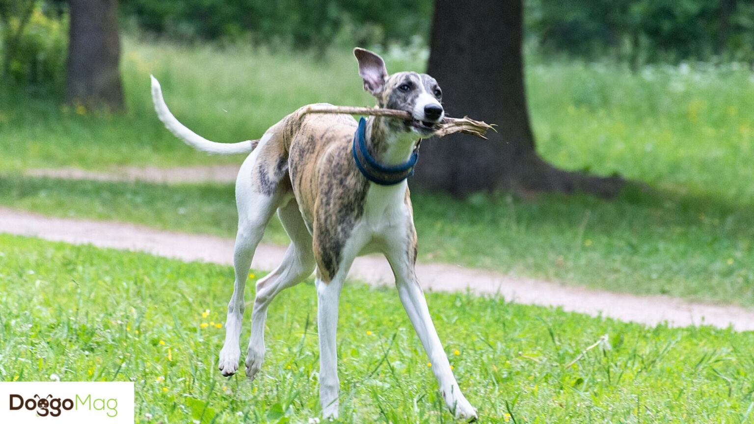 10 Astonishingly Long Legged Dog Breeds With Pictures - DoggoMag