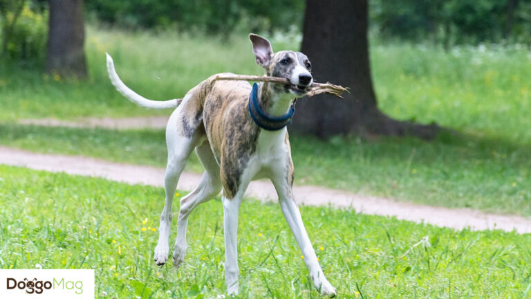 10 Astonishingly Long Legged Dog Breeds With Pictures - DoggoMag