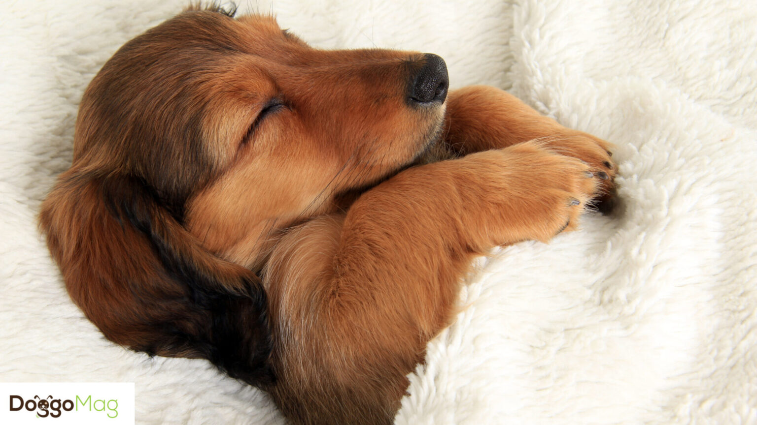 Puppy Sleep Schedule By Age 3 4 5 6 And 8 Months DoggoMag