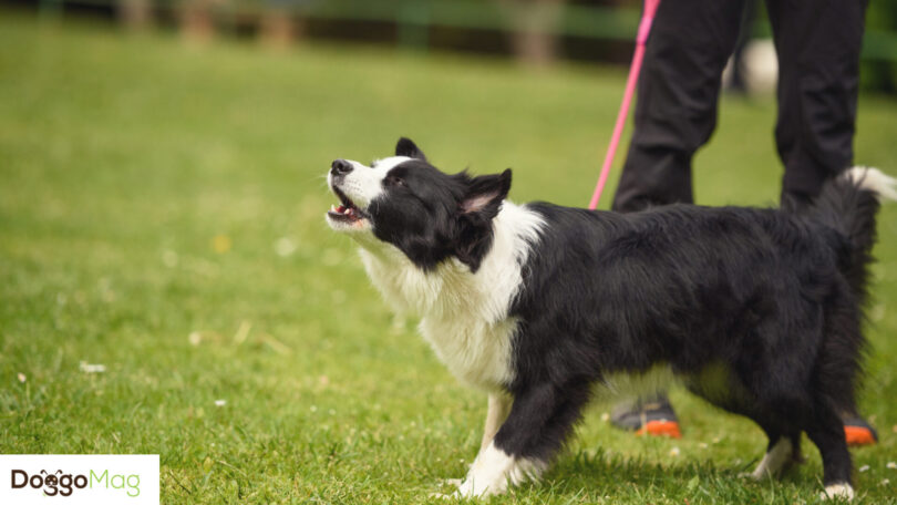 Are Border Collie Aggressive? 6 Factors - DoggoMag