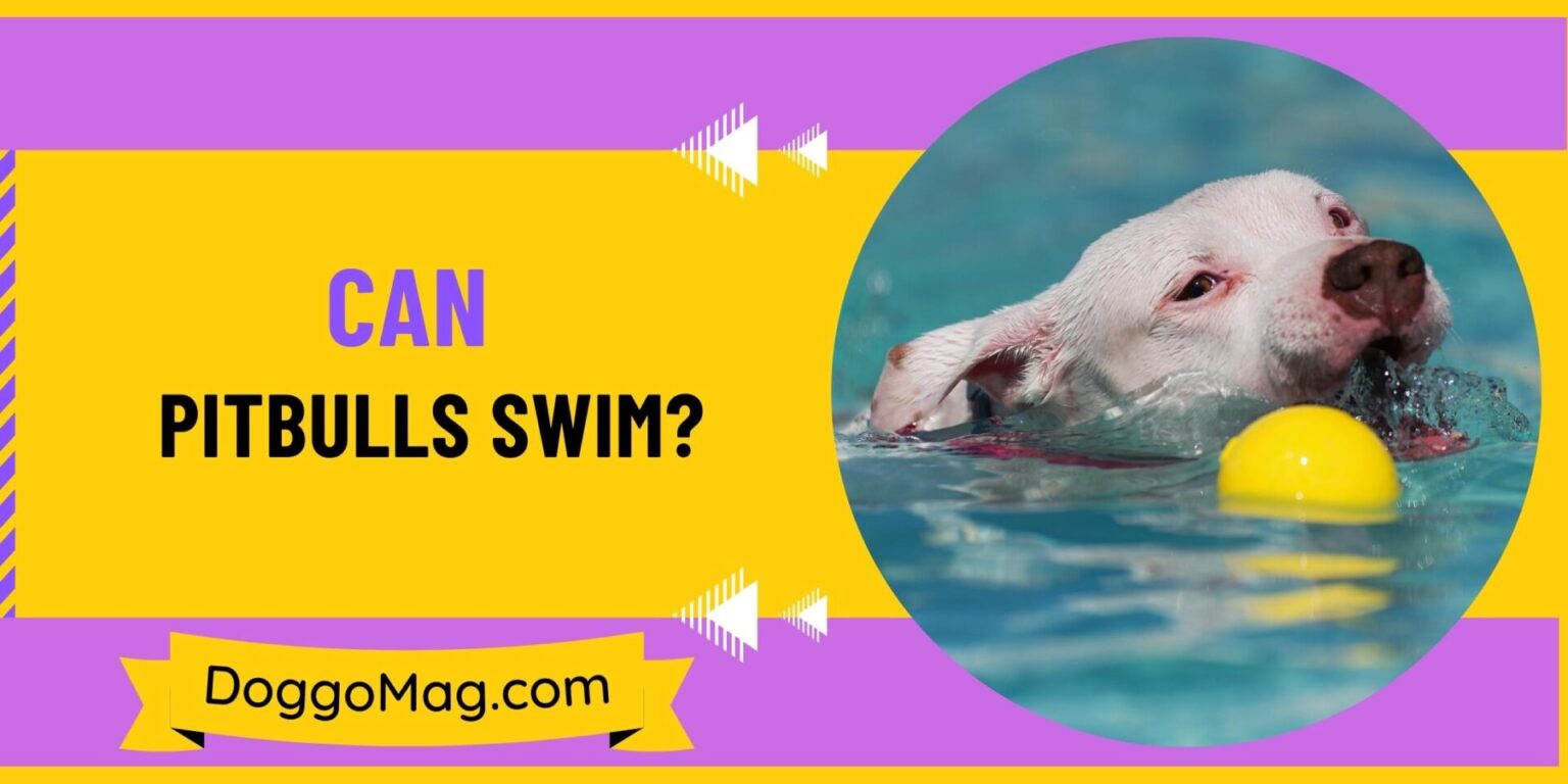 Can Pitbulls Swim? 7 Ways You Can Teach Them To Swim - DoggoMag