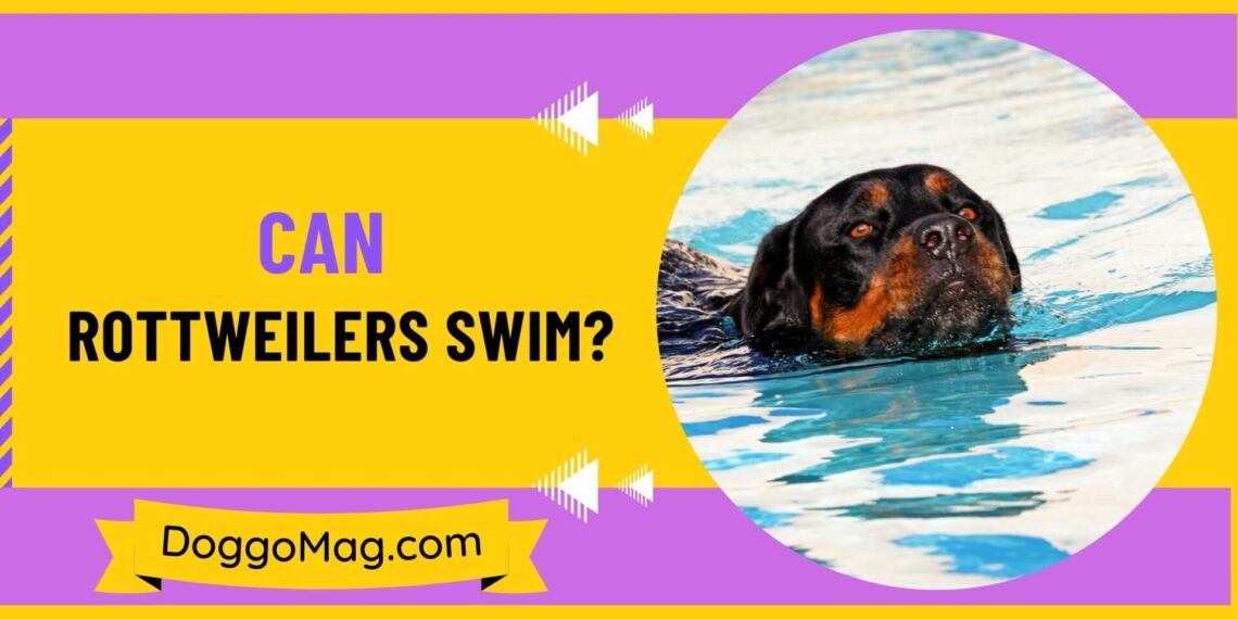 How High Can A Dog Jump? 26 Breeds That Are Good At Jumping - DoggoMag