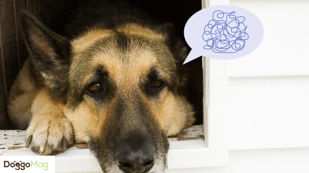 Are German Shepherds Good For Anxiety