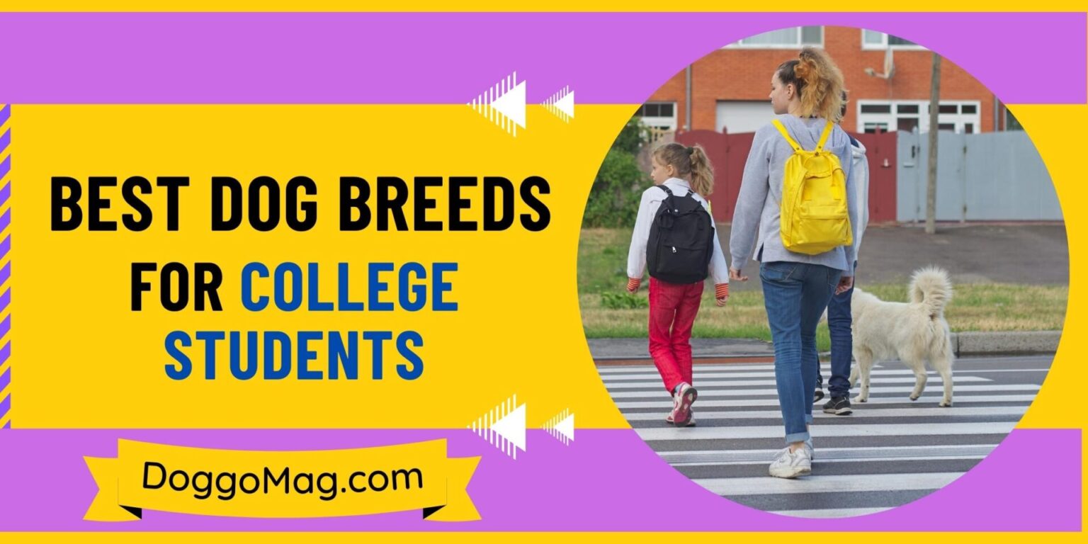 13 Best Dog Breeds For College Students - Undemanding Picks - DoggoMag