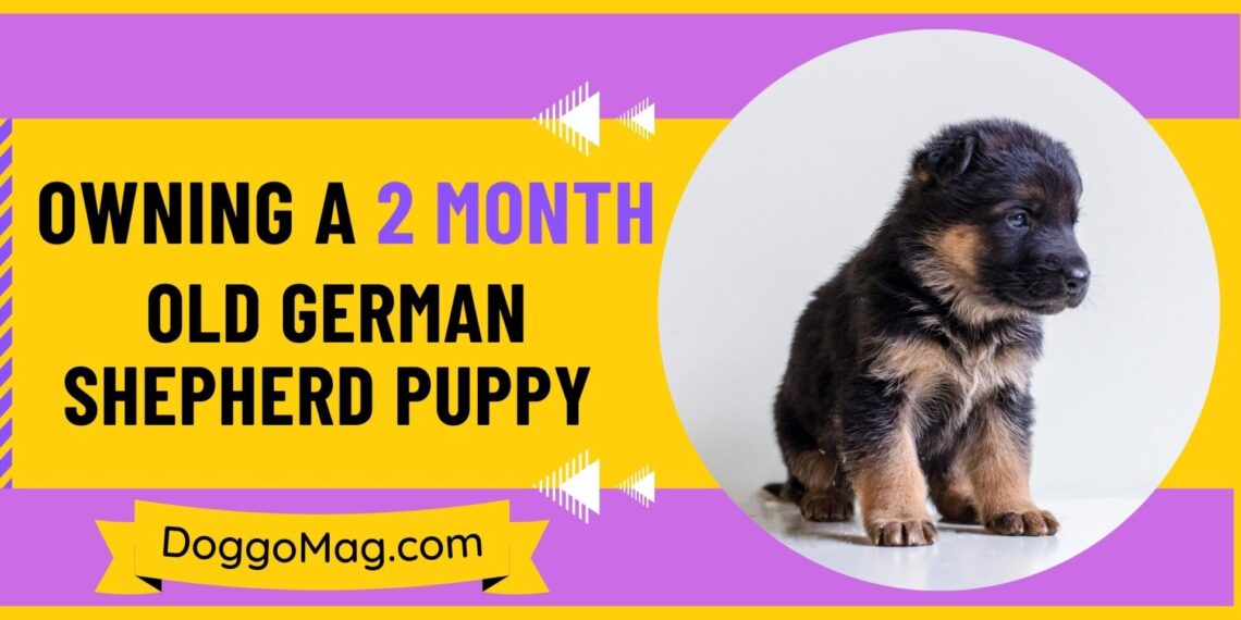 A Comprehensive Guide For Owning A 2 Month Old German Shepherd Puppy ...