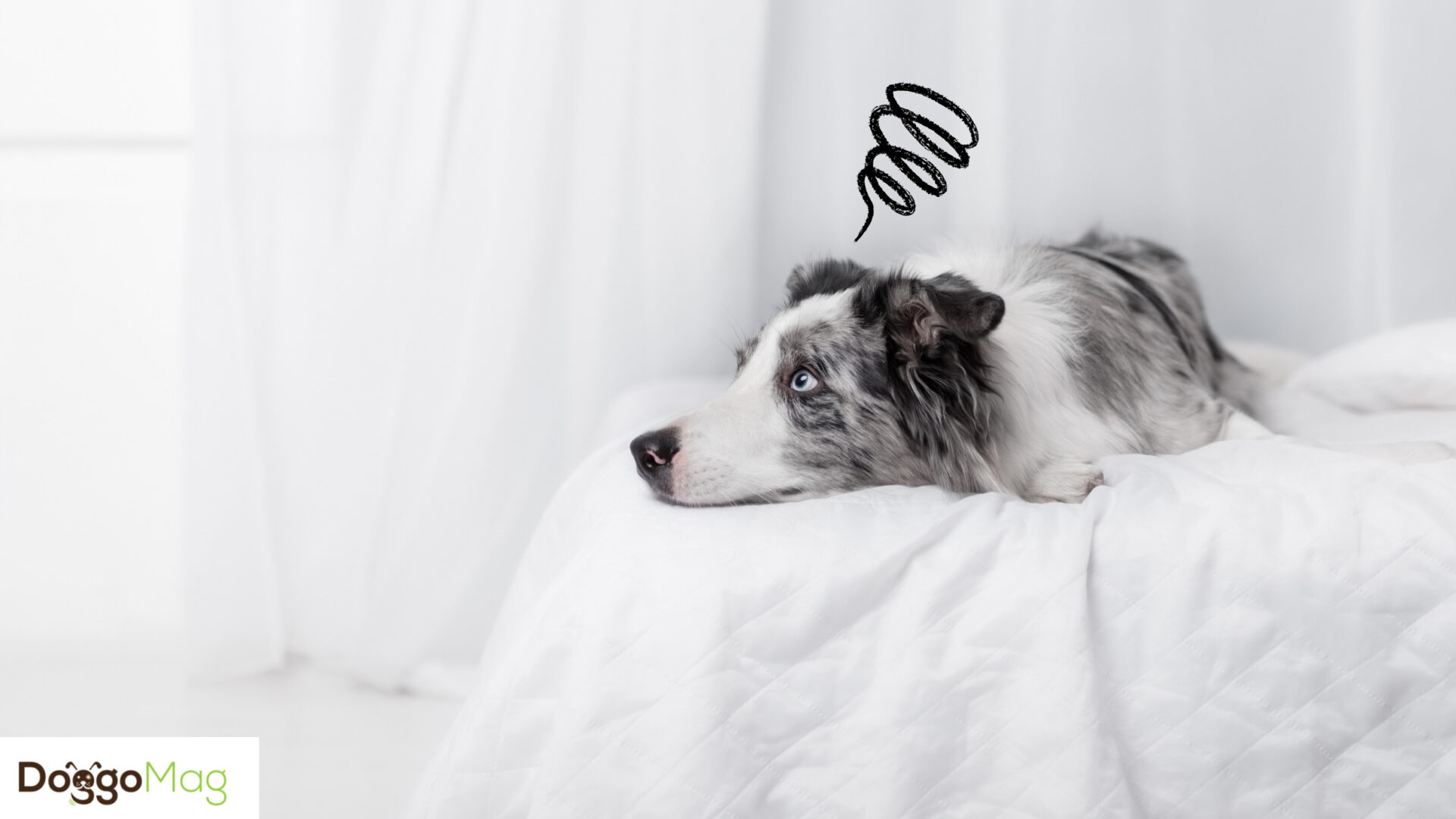 Border Collie Separation Anxiety - Reasons And Remedies - DoggoMag