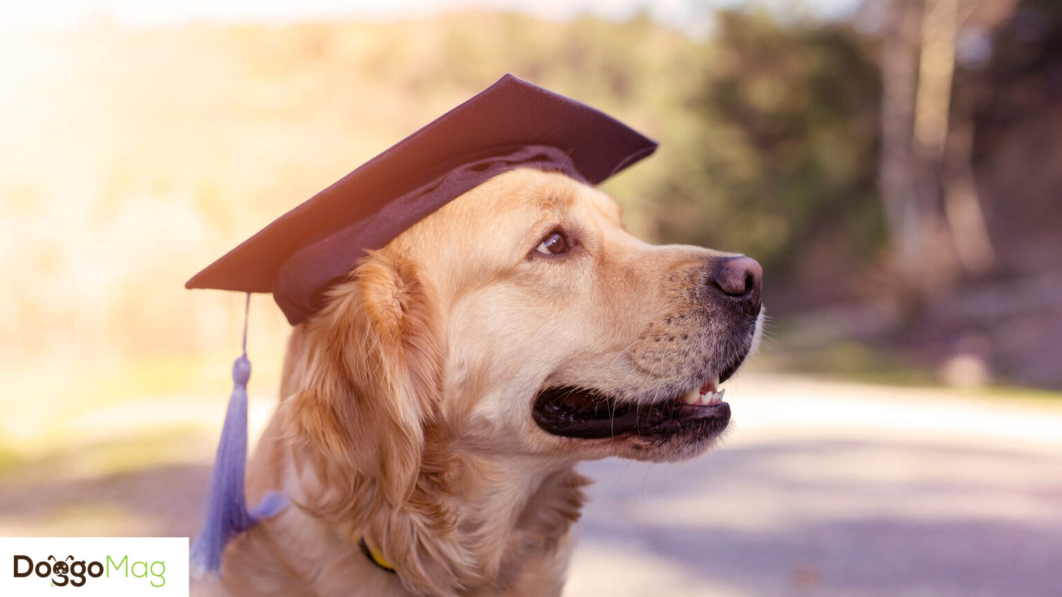 13 Best Dog Breeds For College Students - Undemanding Picks - DoggoMag