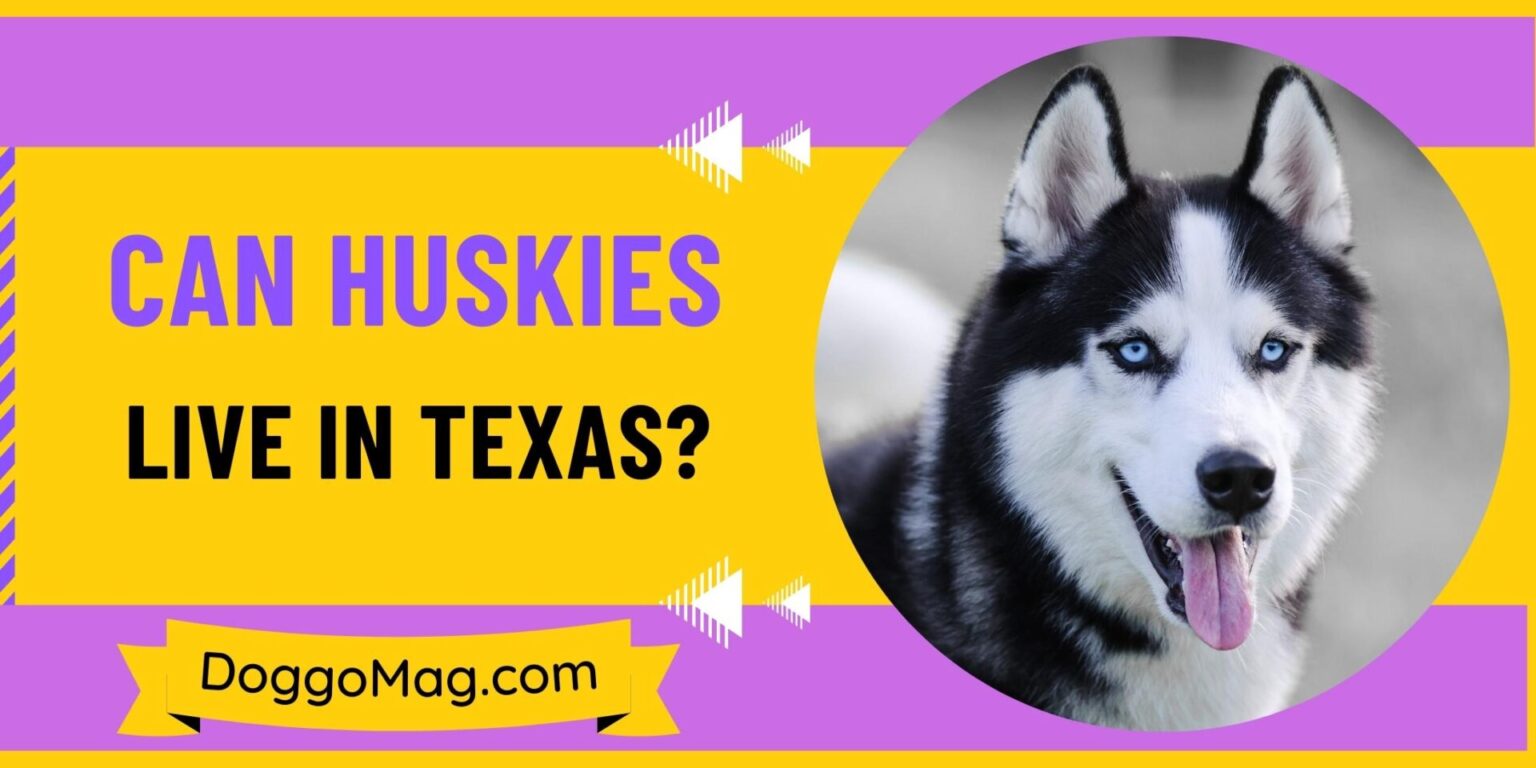 Can Huskies Live In Texas? - DoggoMag