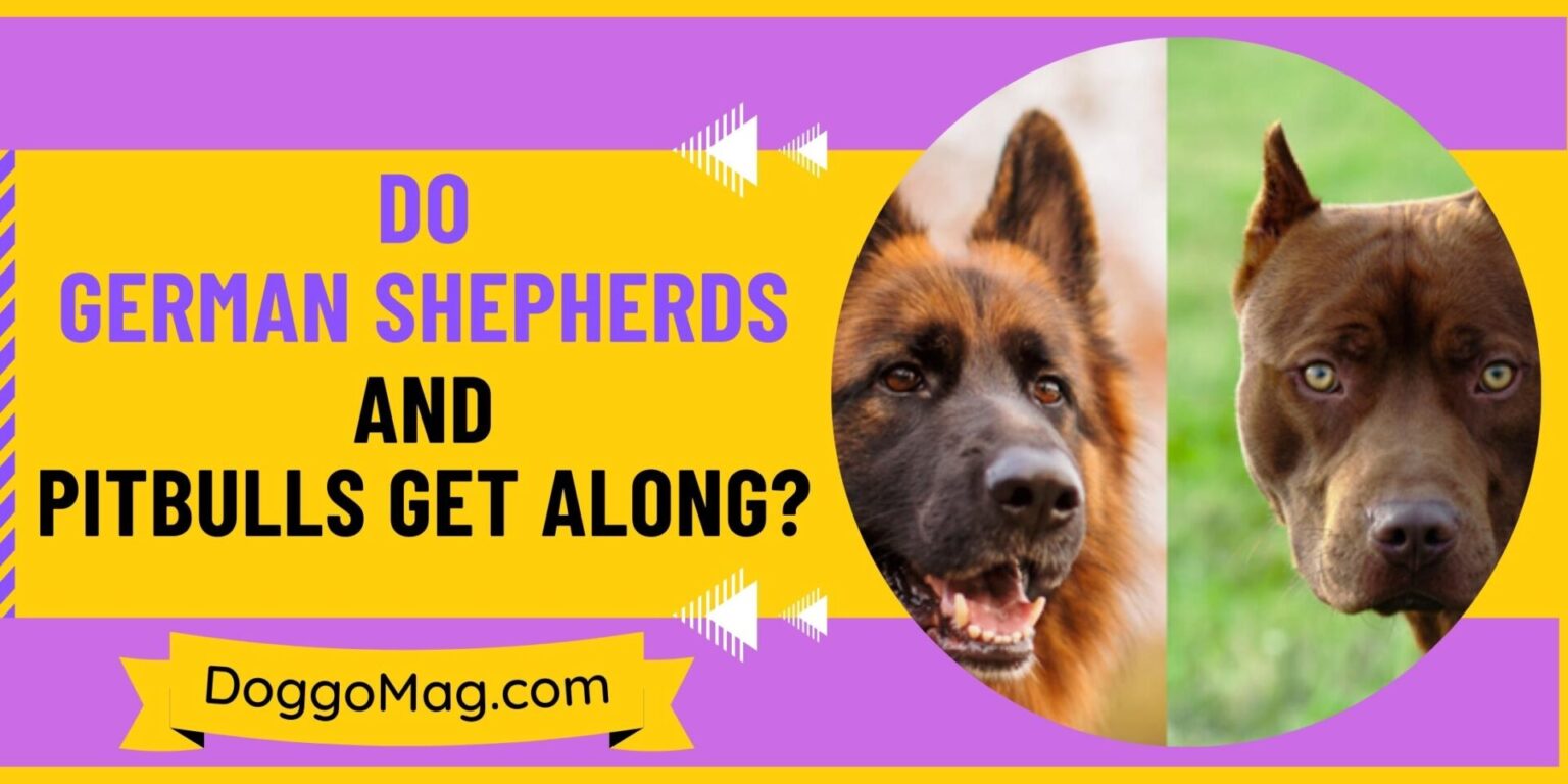 Do German Shepherds And Pitbulls Get Along? [6 Traits] - DoggoMag